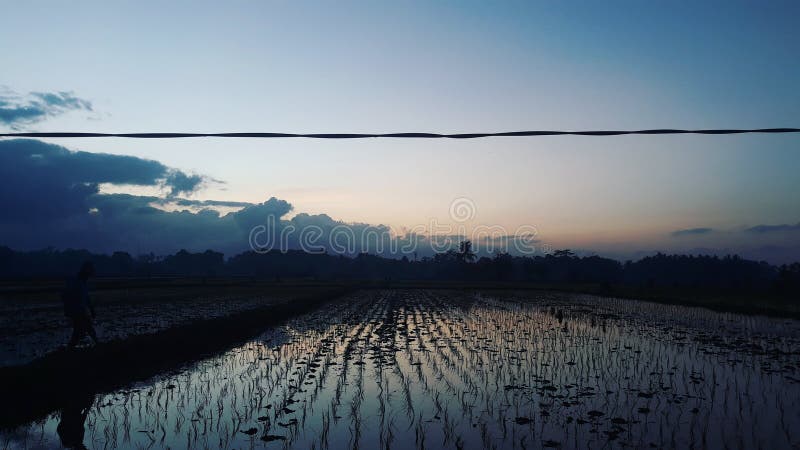 Natural Scenery of Rice Fields in the Evening Stock Image - Image of ...