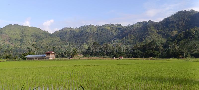 Natural Scenery with Rice Fields and Hills in the Background Stock ...