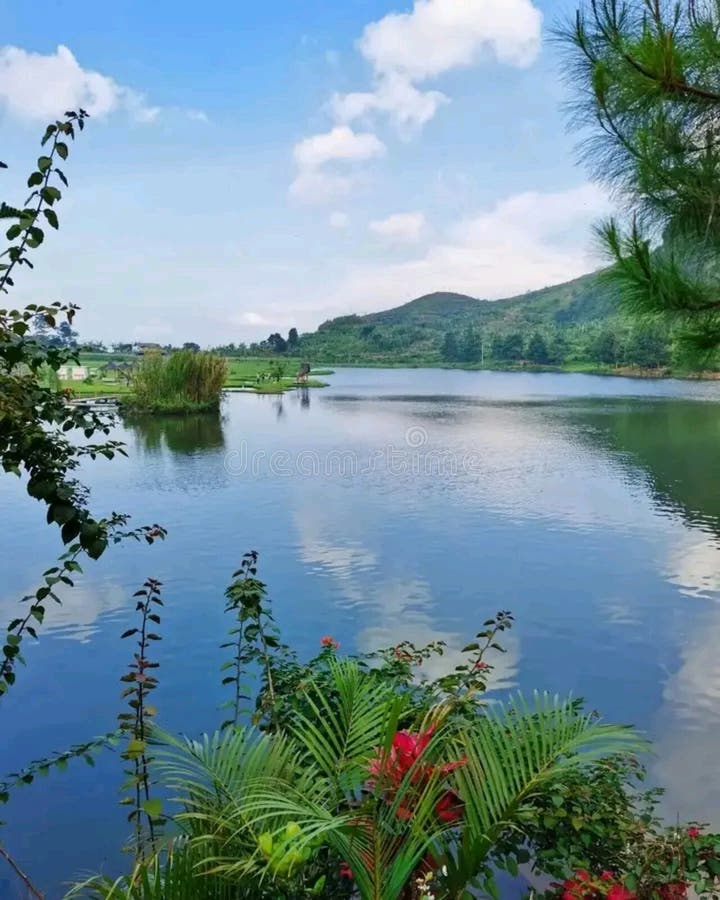 The Natural Scenery of the Swamp is Very Fresh Stock Photo - Image of ...