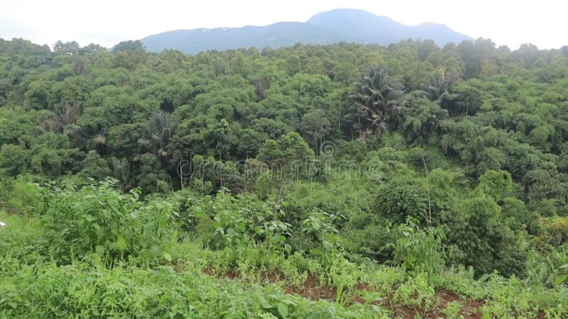 Natural Scenery of Tropical Forest Tourism Stock Video - Video of ...