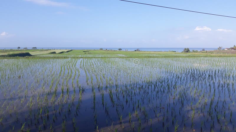 The Natural Scenery of a Vast Expanse of Rice Fields on the Edge of an ...