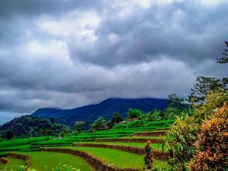 Natural Scenery when the Weather is Cloudy Stock Photo - Image of field ...