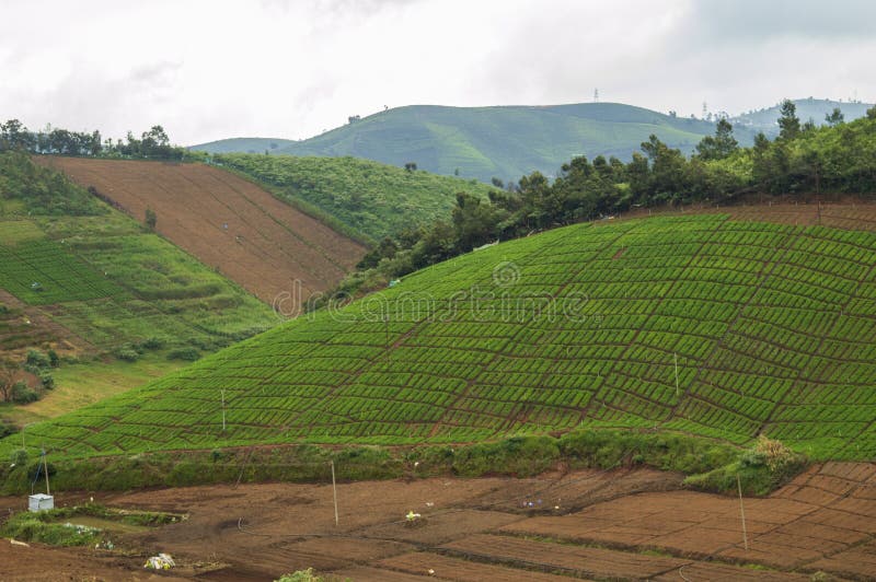 Natural Scenic Beauty of Terrestrial Farming in Ooty Stock Image ...