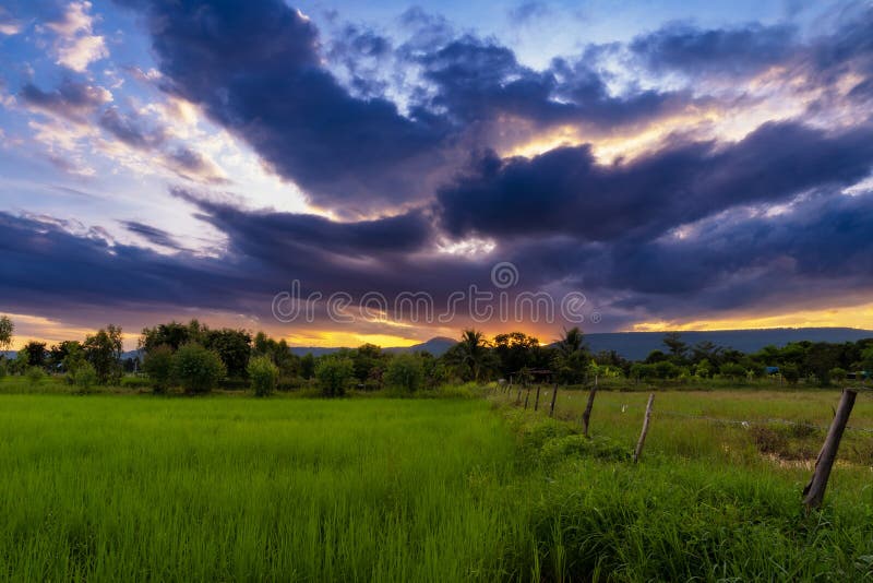 Natural Scenic Rice Field and Sunset in Thailand Stock Photo - Image of ...
