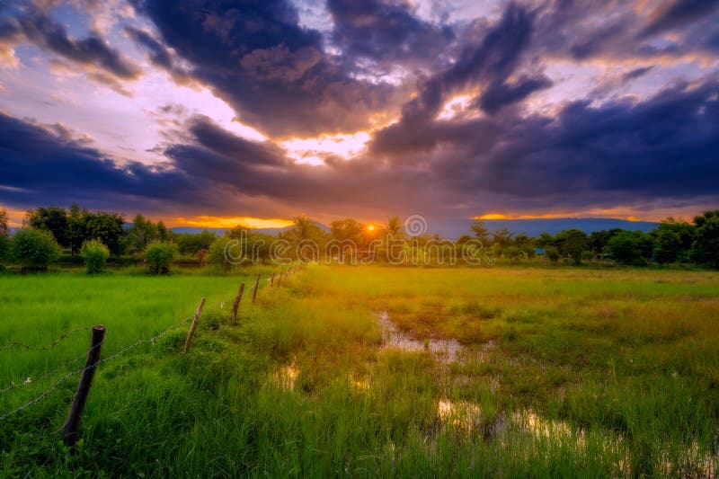 Natural Scenic Rice Field and Sunset in Thailand Stock Photo - Image of ...