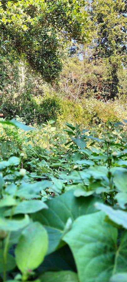 Natural Science Images Morning Time Stock Image - Image of natural ...