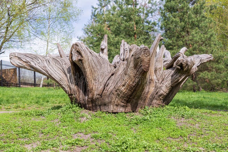 Natural Sculpture of a Dead Tree on a Green Meadow. Massive Tree Root ...