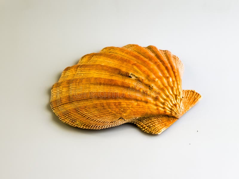 Natural Sea Shell. Sea Scallop on a White Background Stock Image ...