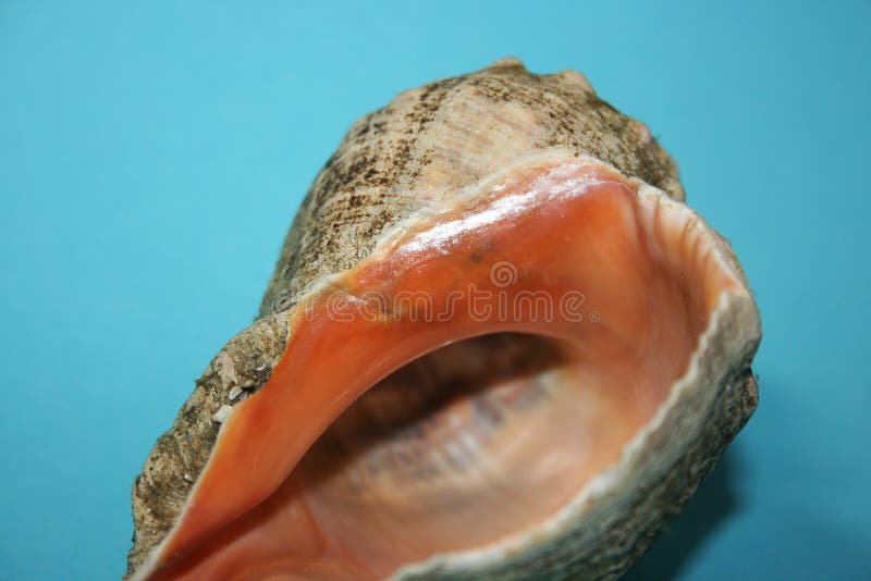 The Sea Shells on the Blue Background Stock Image - Image of shells ...