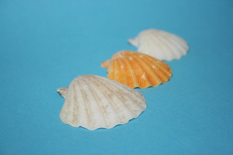 The Sea Shells on the Blue Background Stock Image - Image of background ...