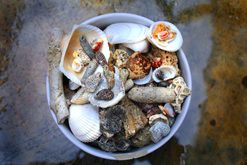 Natural Forms Shells Texture Stock Photos - Free & Royalty-Free Stock ...