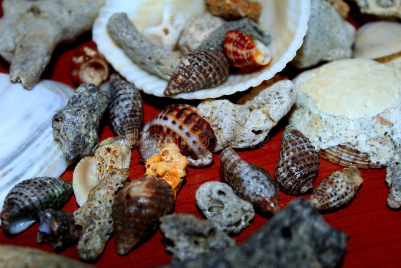 Natural Forms Shells Texture Stock Photos - Free & Royalty-Free Stock ...