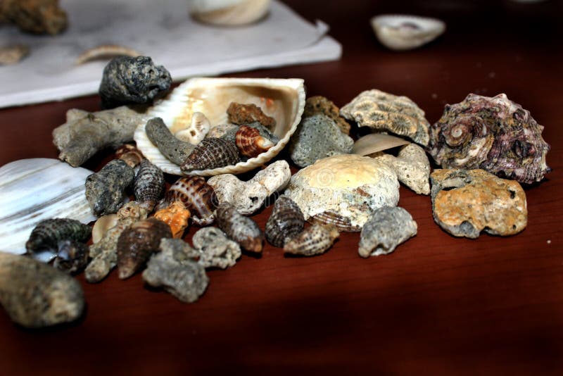 Natural Forms Shells Texture Stock Photos - Free & Royalty-Free Stock ...