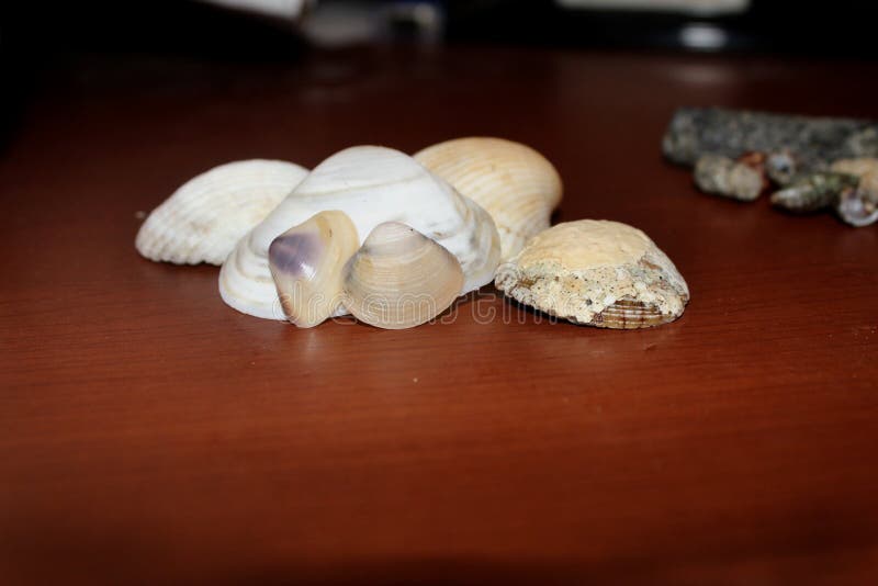 Natural Sea Shells on the Table Stock Photo - Image of mottled, shell ...