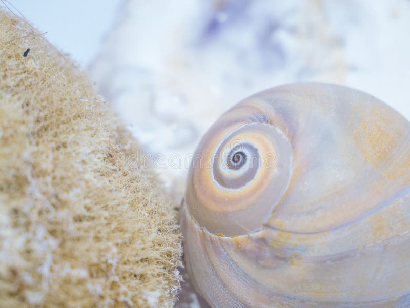 Natural Sea Shells, Urchins, Sponges and Snails, Collection in ...