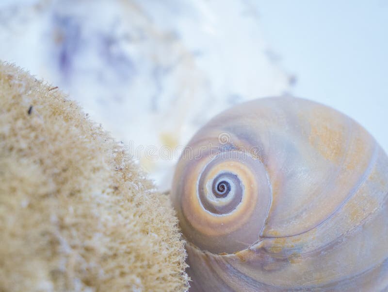 Natural Sea Shells, Urchins, Sponges and Snails, Collection in ...