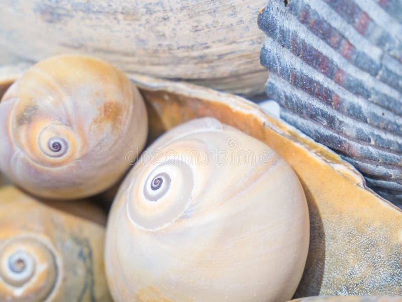 Natural Sea Shells, Urchins, Sponges and Snails, Collection in ...