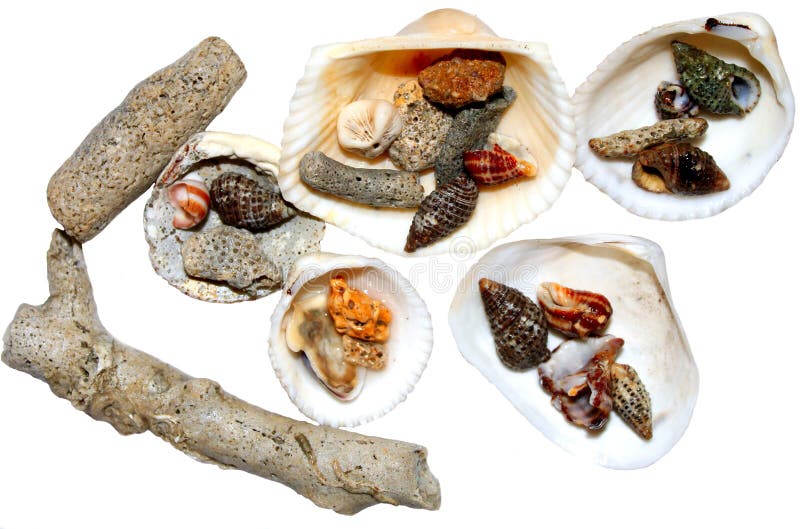 Natural Forms Shells Texture Stock Photos - Free & Royalty-Free Stock ...