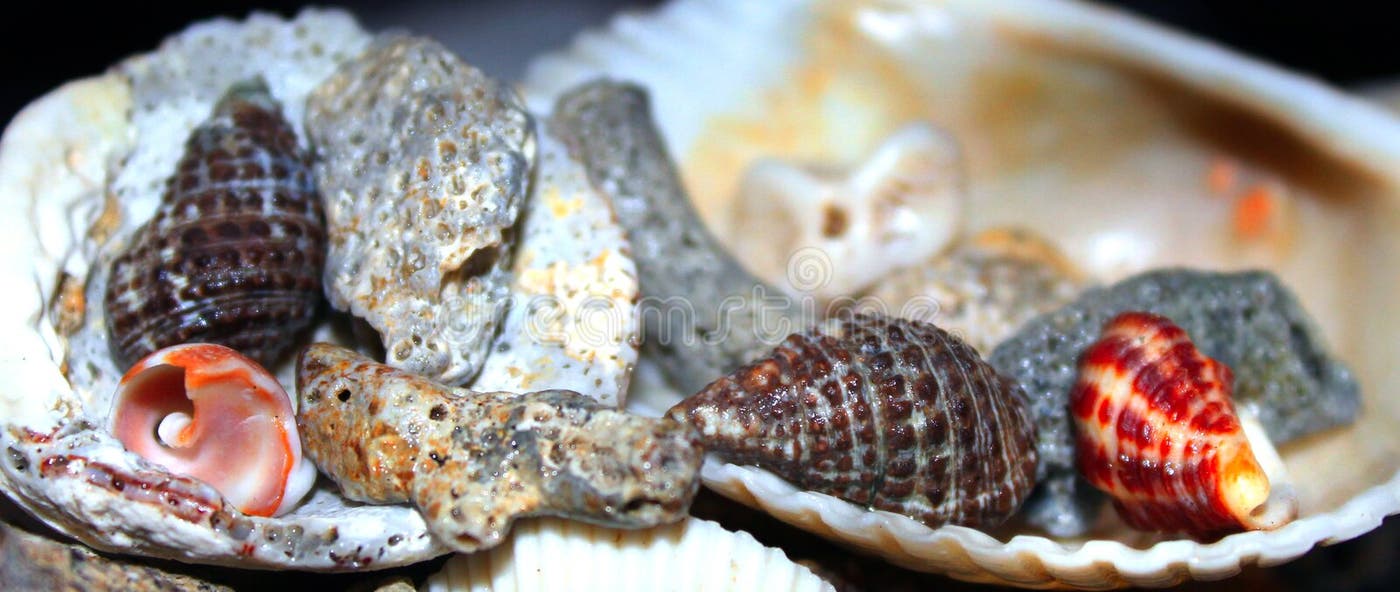 Natural Forms Shells Texture Stock Photos - Free & Royalty-Free Stock ...