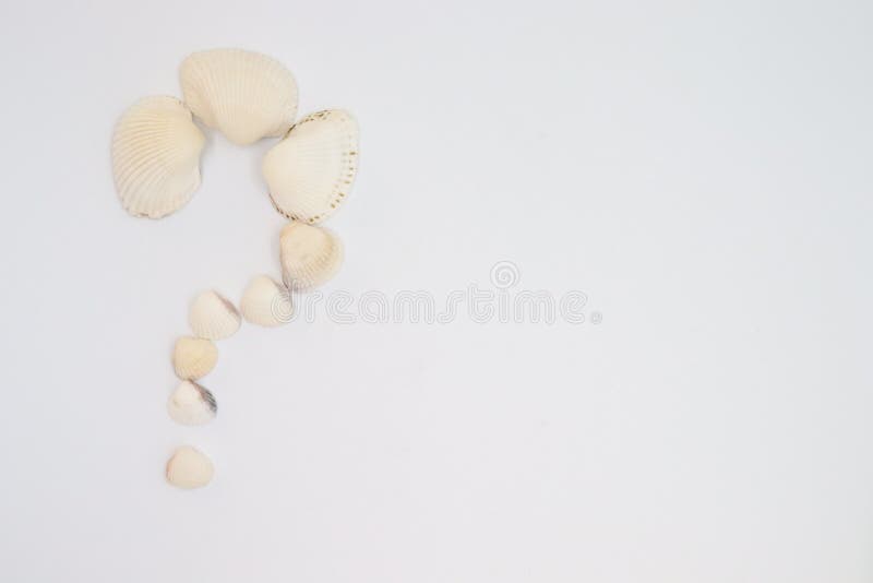 Natural Sea Shells, White Background Stock Image - Image of hdried ...