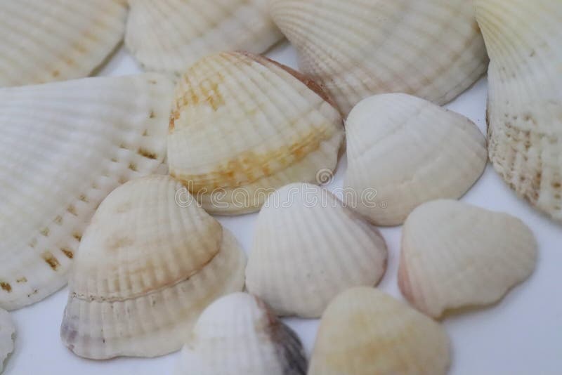 Natural Sea Shells, White Background Stock Photo - Image of autumn ...