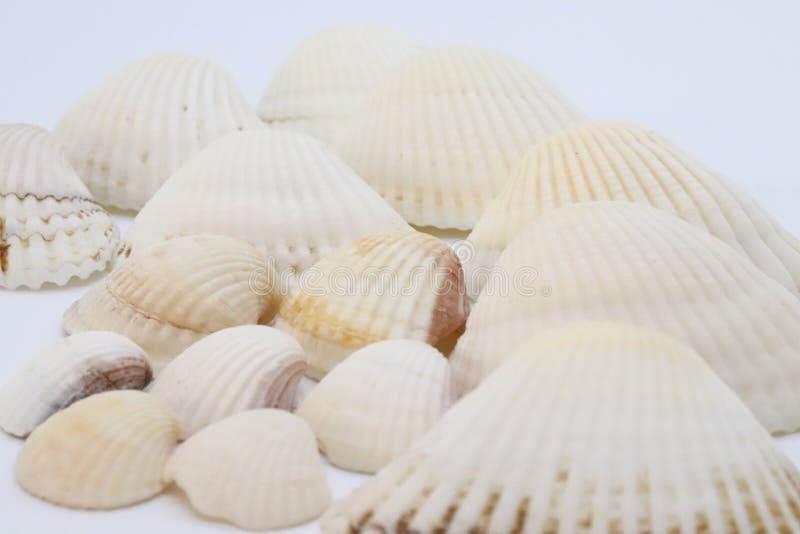 Natural Sea Shells, White Background Stock Image - Image of field ...