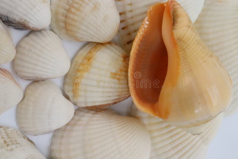 Natural Sea Shells, White Background Stock Photo - Image of crop ...