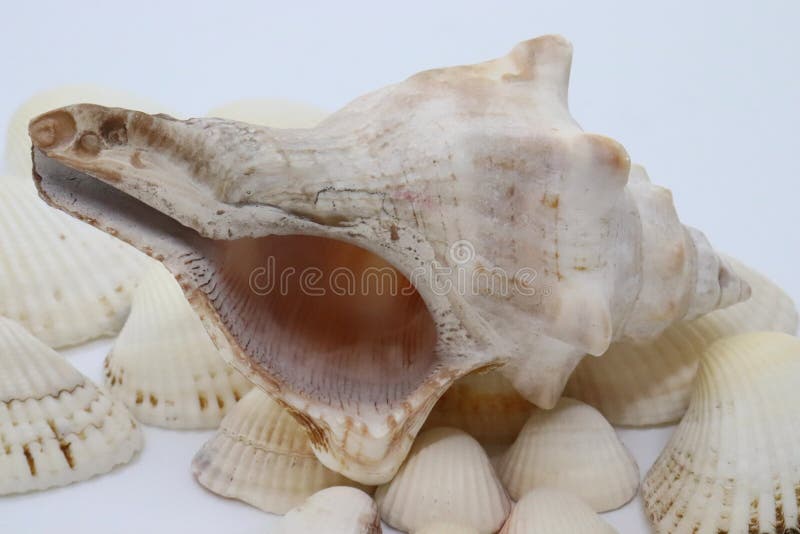 Natural Sea Shells, White Background Stock Photo - Image of field ...