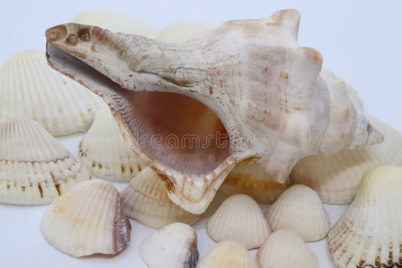 Natural Sea Shells, White Background Stock Image - Image of isolated ...