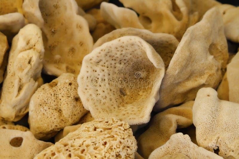 Natural sea Sponge stock photo. Image of candid, natural - 91404622