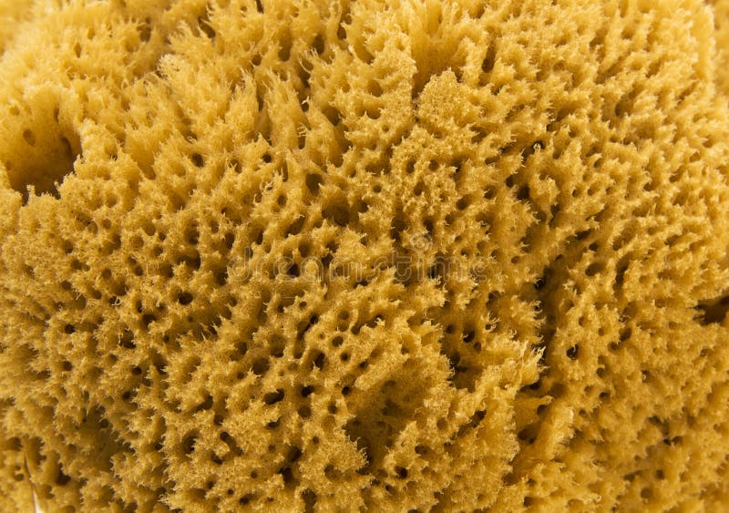 Natural sea sponge HD stock photo. Image of closeup, healthy - 82762044