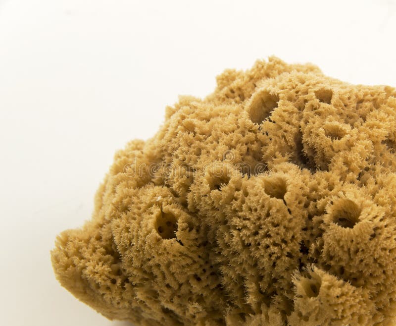 Natural Sea Sponge Hd Stock Photos - Free & Royalty-Free Stock Photos ...