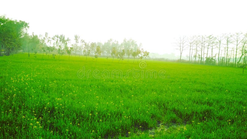 Natural Sean of Field India Country Stock Image - Image of sean ...