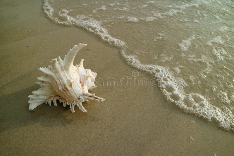 Natural Seashell on the Beach Approaching by Bubble of Sea Wave ...