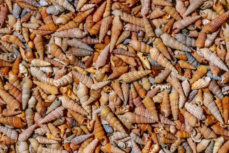 Natural Seashell Macro Background Stock Image - Image of closeup, beach ...