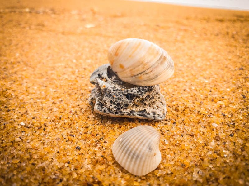 Natural Seashells on the Beach Stock Photo - Image of lanka, natural ...