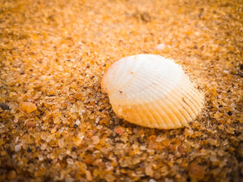 A Natural Seashell In Sri Lanka Stock Photo - Image of lank, hummanya ...