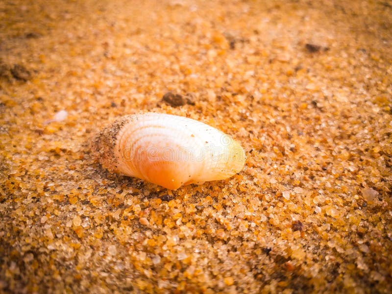 Natural Seashells on the Beach Stock Photo - Image of marine, layer ...