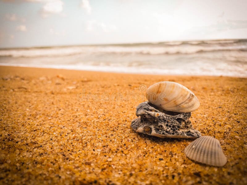 Natural Seashells on the Beach Stock Photo - Image of seashell, evening ...