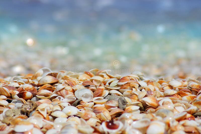 Natural Seashells on the Sea Shore Stock Image - Image of holiday ...