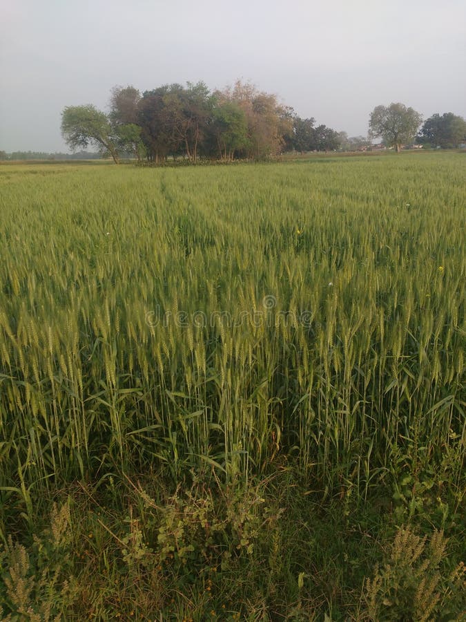 Natural Seen Green Field of the Evening Stock Photo - Image of natural ...