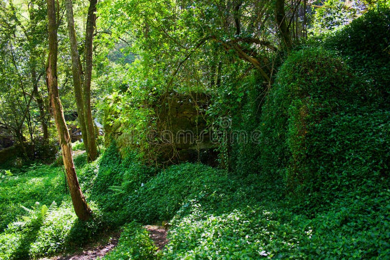 Natural Setting of Trees and Vegetation Stock Image - Image of green ...