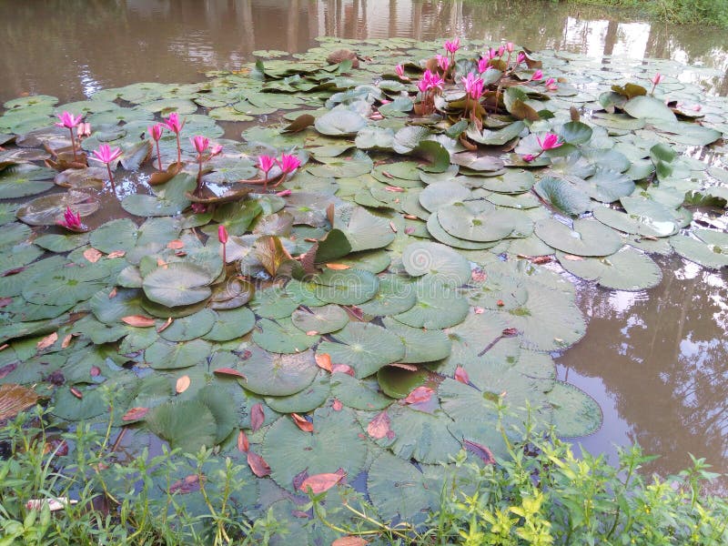 Natural stock photo. Image of shapala, flower, water - 96064496