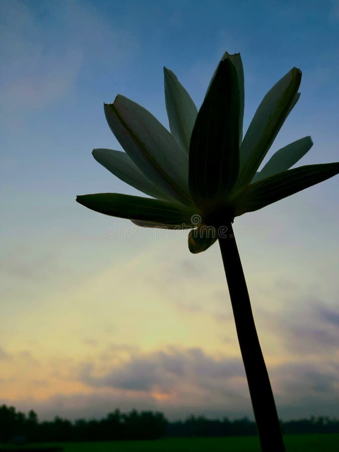 Natural Shapla Flower Photography Stock Photo - Image of flowe, natural ...