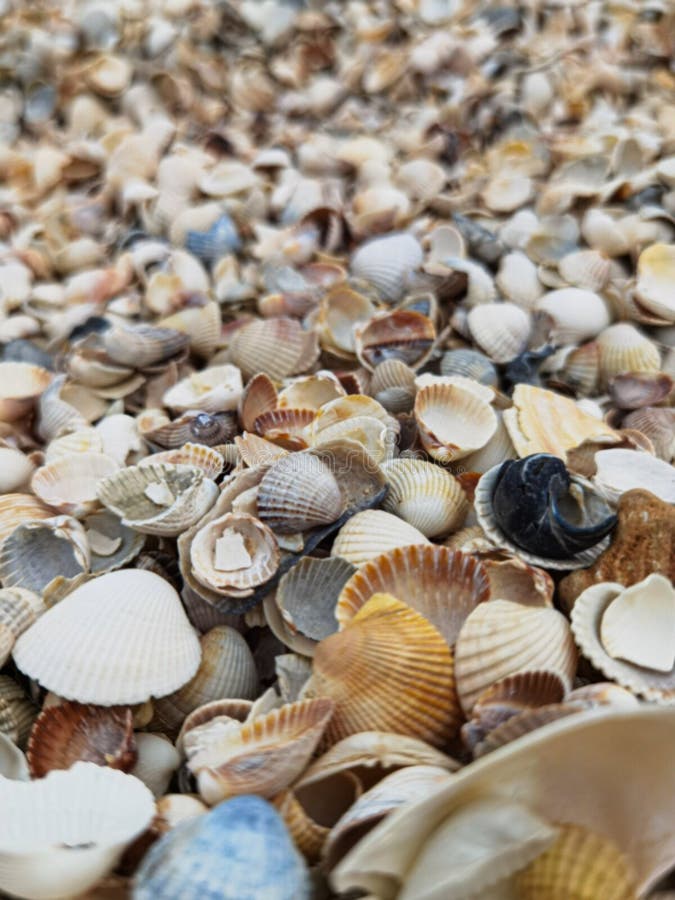 Natural Shell Background Texture Many Seashells Top View Shallow Dof ...