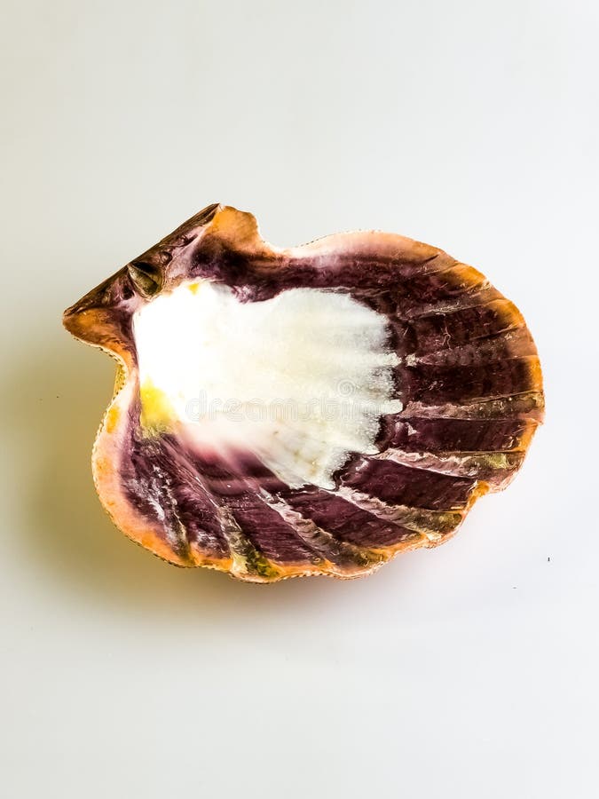 Natural Shell. Sea Scallop on a White Background Stock Photo - Image of ...