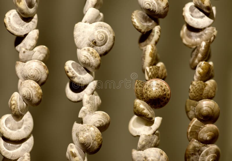 Natural Shells of Different Shapes, Sizes, Colors, Textures Stock Photo ...