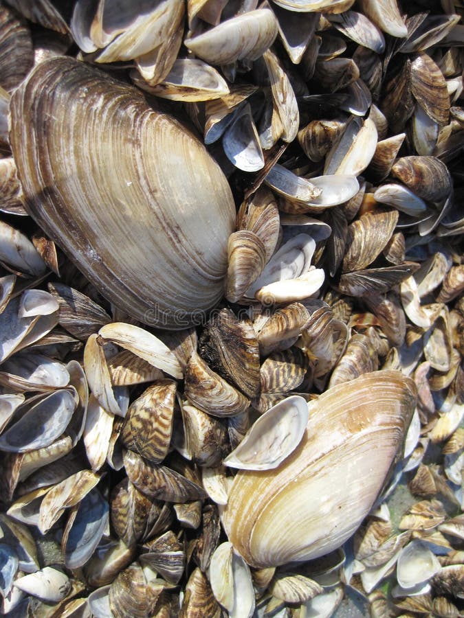 Natural shells pattern stock photo. Image of snail, macro - 62672104