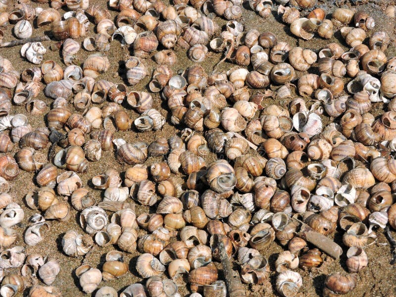 Natural shells pattern stock photo. Image of coast, pattern - 61976538
