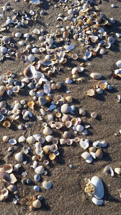 Shells and Sand stock photo. Image of beach, outer, outdoor - 184573182